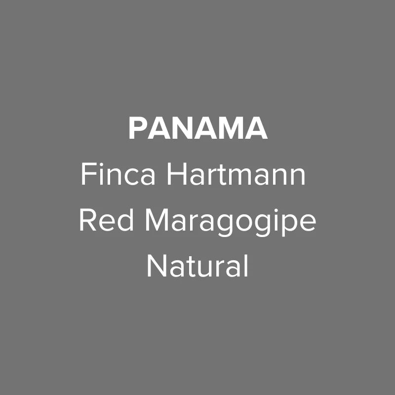 OMA - Finca Hartmann - Red Maragogipe Natural | Panama – Sigma Coffee UK